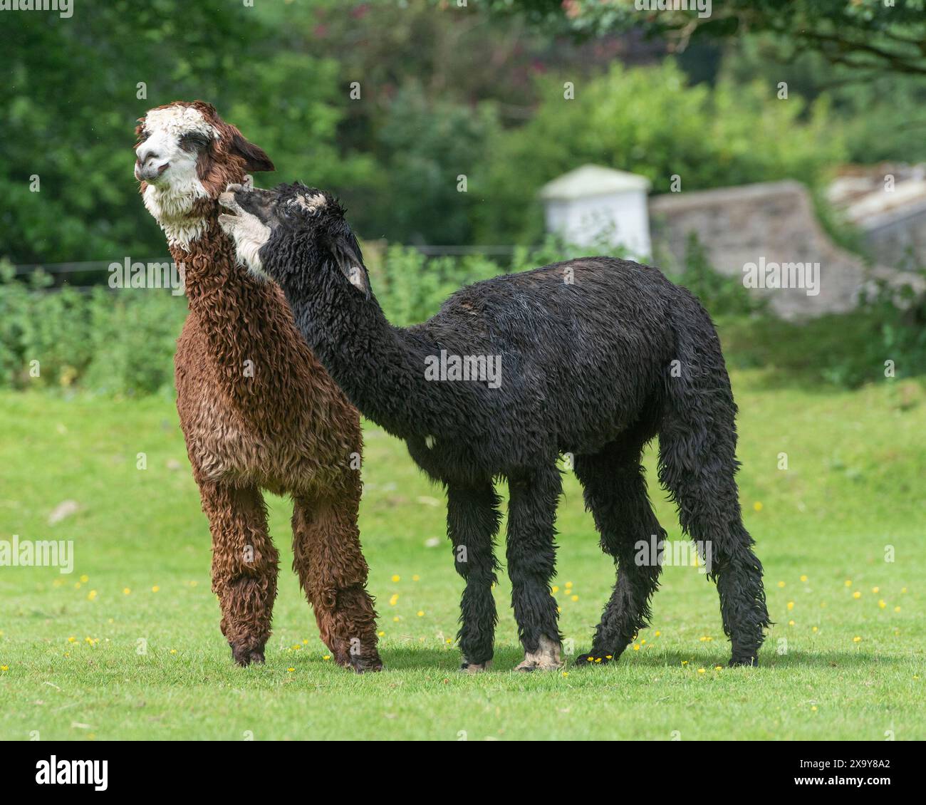 two alpacas grooming Stock Photo - Alamy