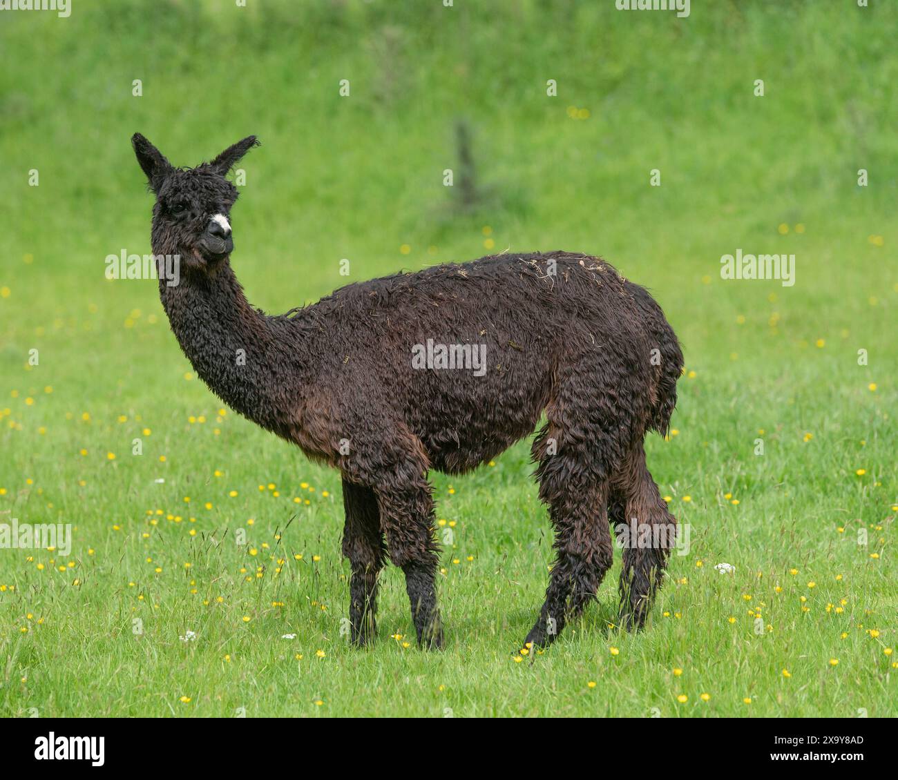 alpaca standing in field Stock Photo - Alamy