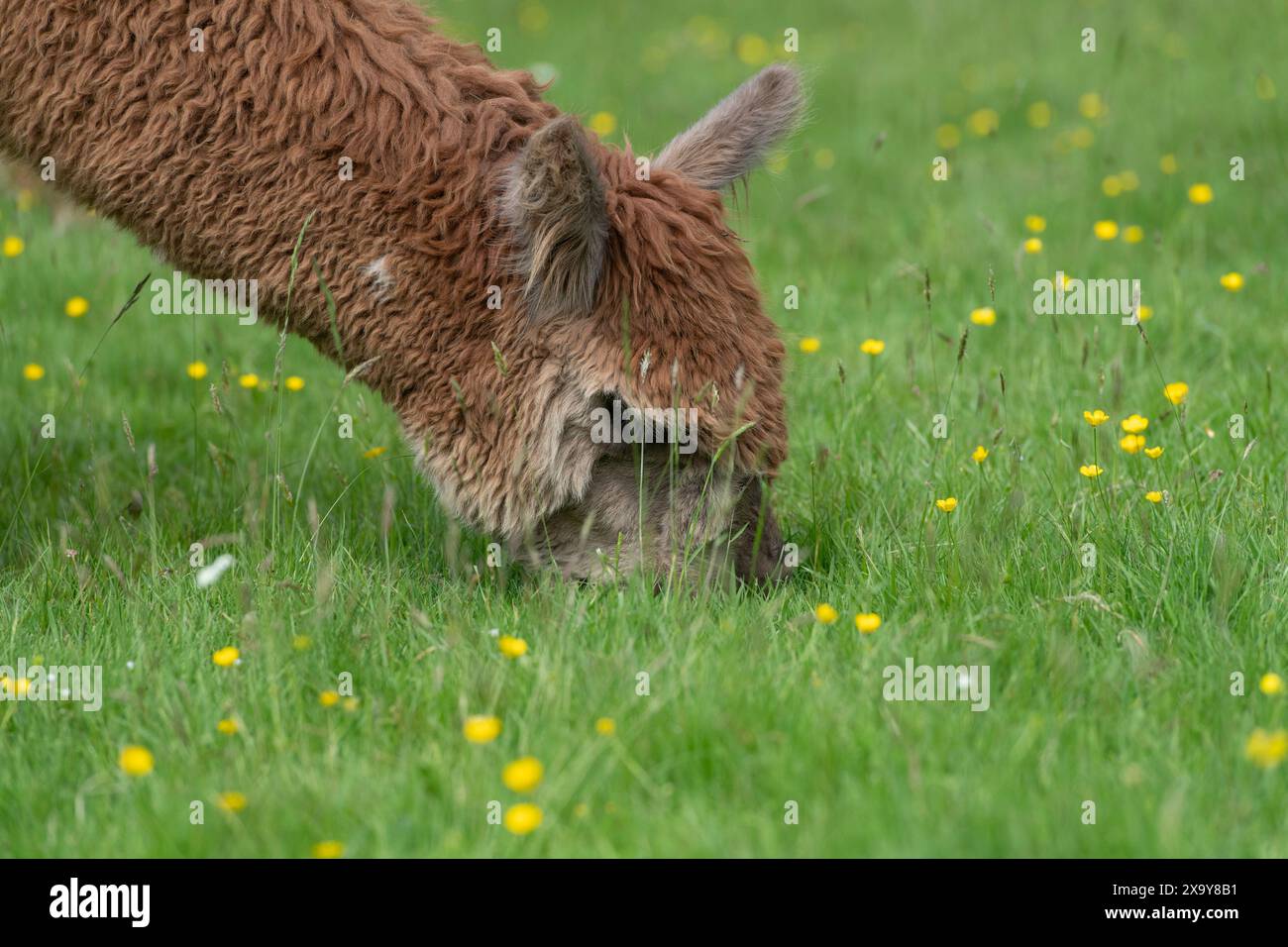 alpaca eating grass Stock Photo - Alamy