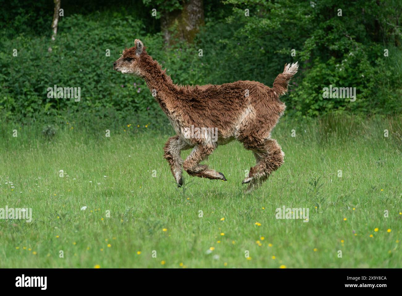 Running for life hi-res stock photography and images - Alamy