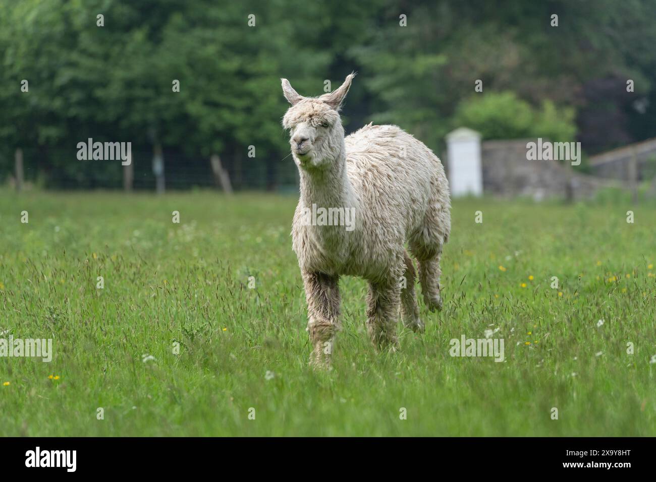 Running for her life hi-res stock photography and images - Alamy