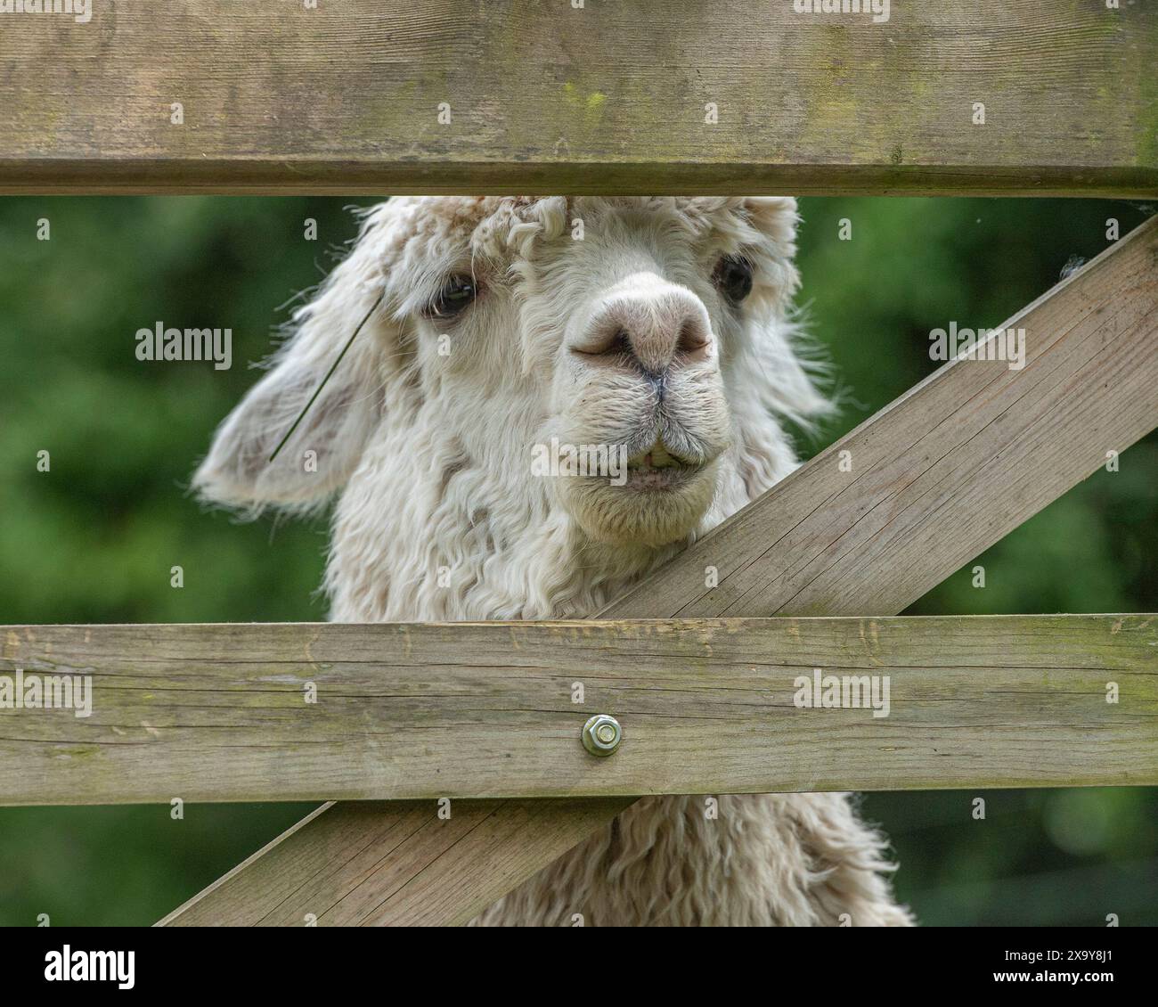 Looking through the gateway hi-res stock photography and images - Alamy