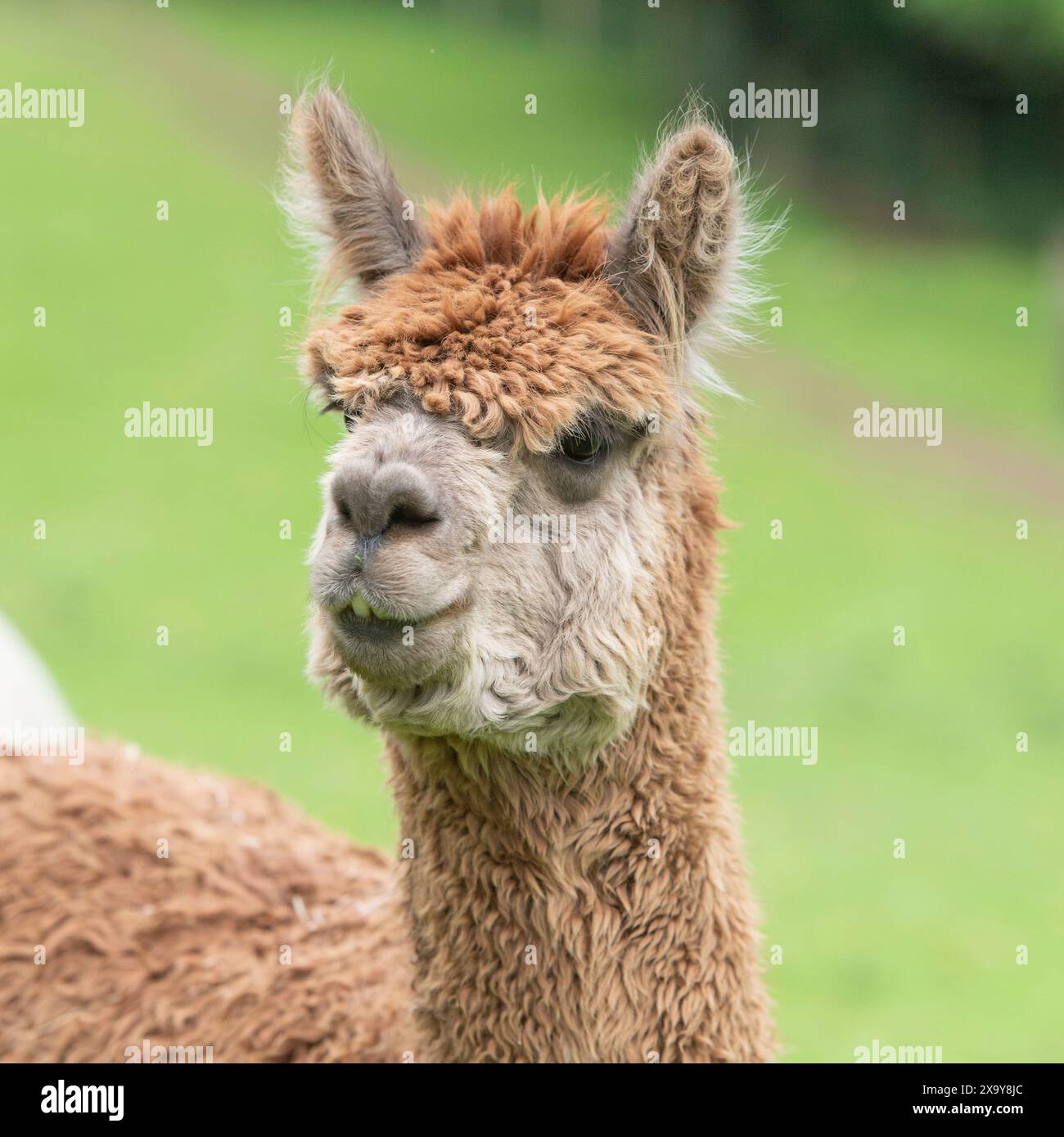 Small alpaca hi-res stock photography and images - Alamy