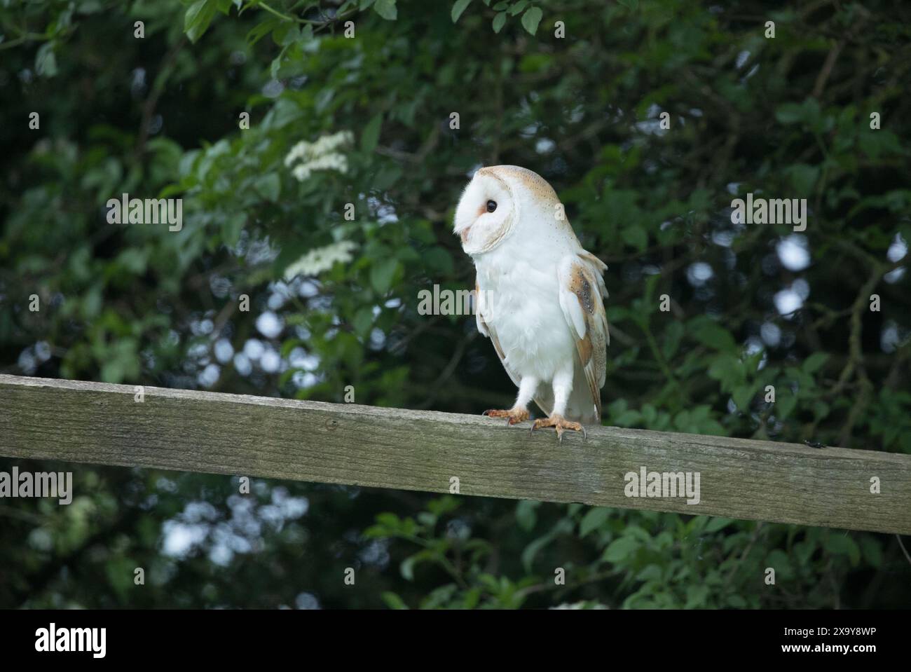 Barn owls yorkshire hi-res stock photography and images - Alamy