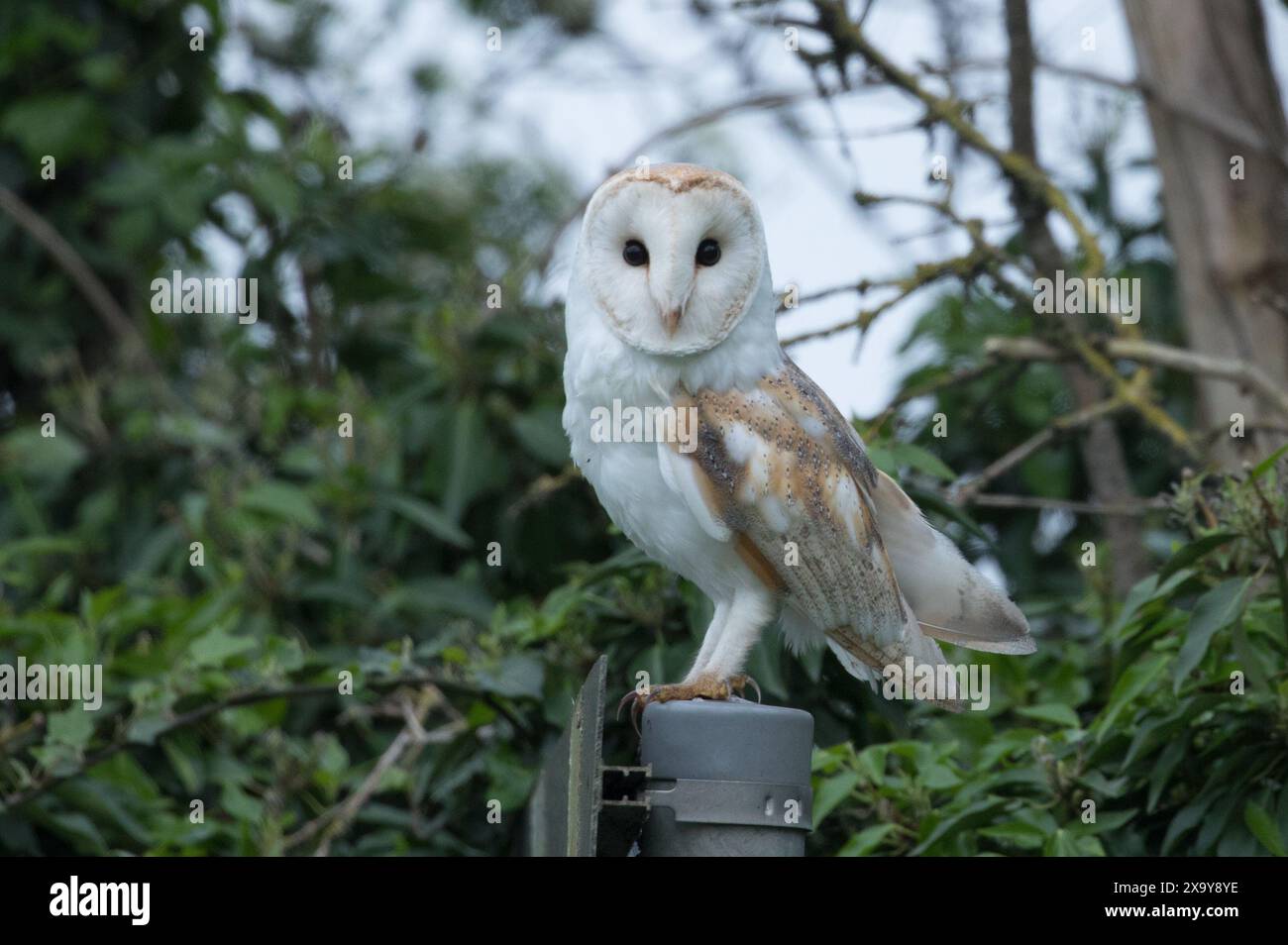 Barn owl near Masham, North Yorkshire Stock Photo - Alamy