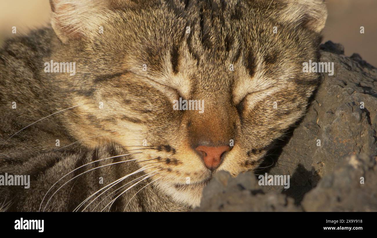 A semi-wild cat releaxes in the sun in Puerto del Carmen marina ...
