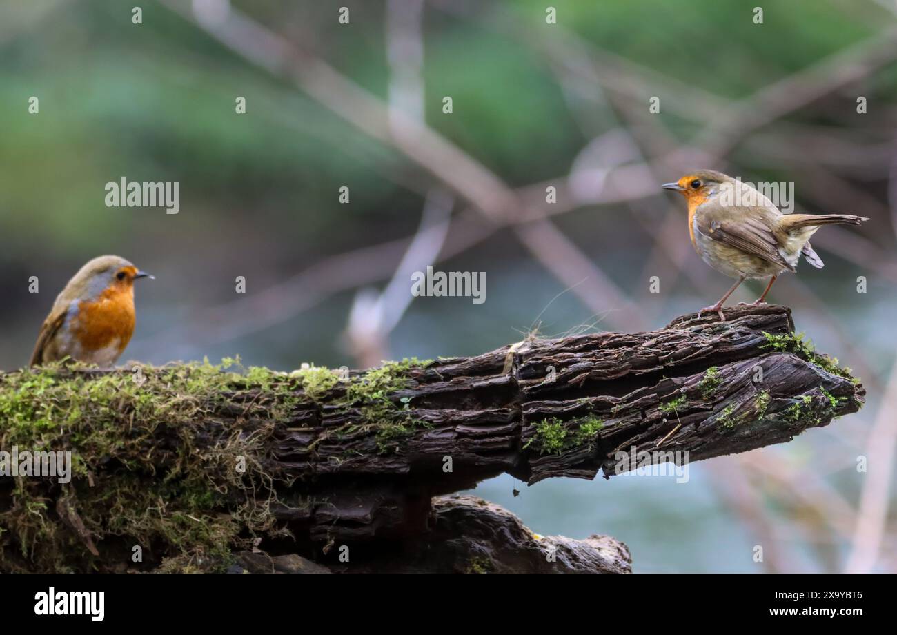 The two tiny robins perched on a tree branch by a stream Stock Photo ...