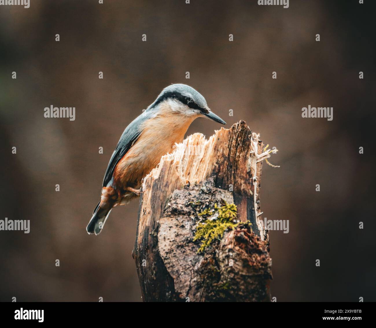 A Nuthatch perched on a tree log in a park Stock Photo - Alamy