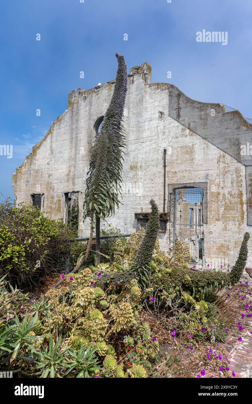 A scenic view of Alcatraz Prison in San Francisco, California, USA ...