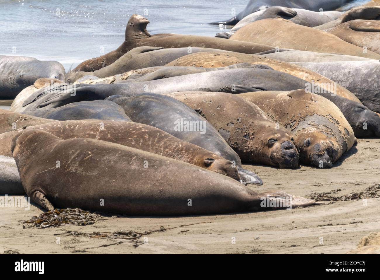 The sea Elephants on the beach at Piers Blancas Light in California ...