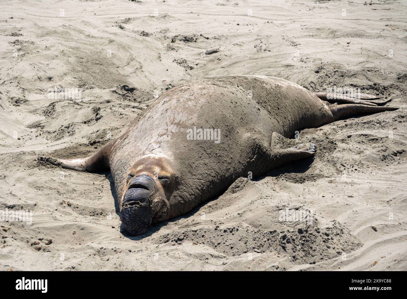 Sea elephant hi-res stock photography and images - Alamy