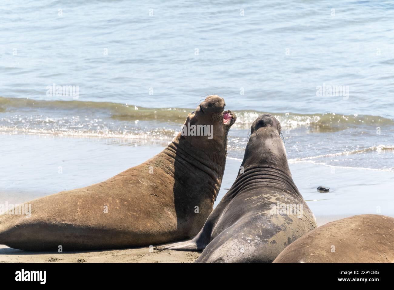 Sea elephants on beach hi-res stock photography and images - Alamy