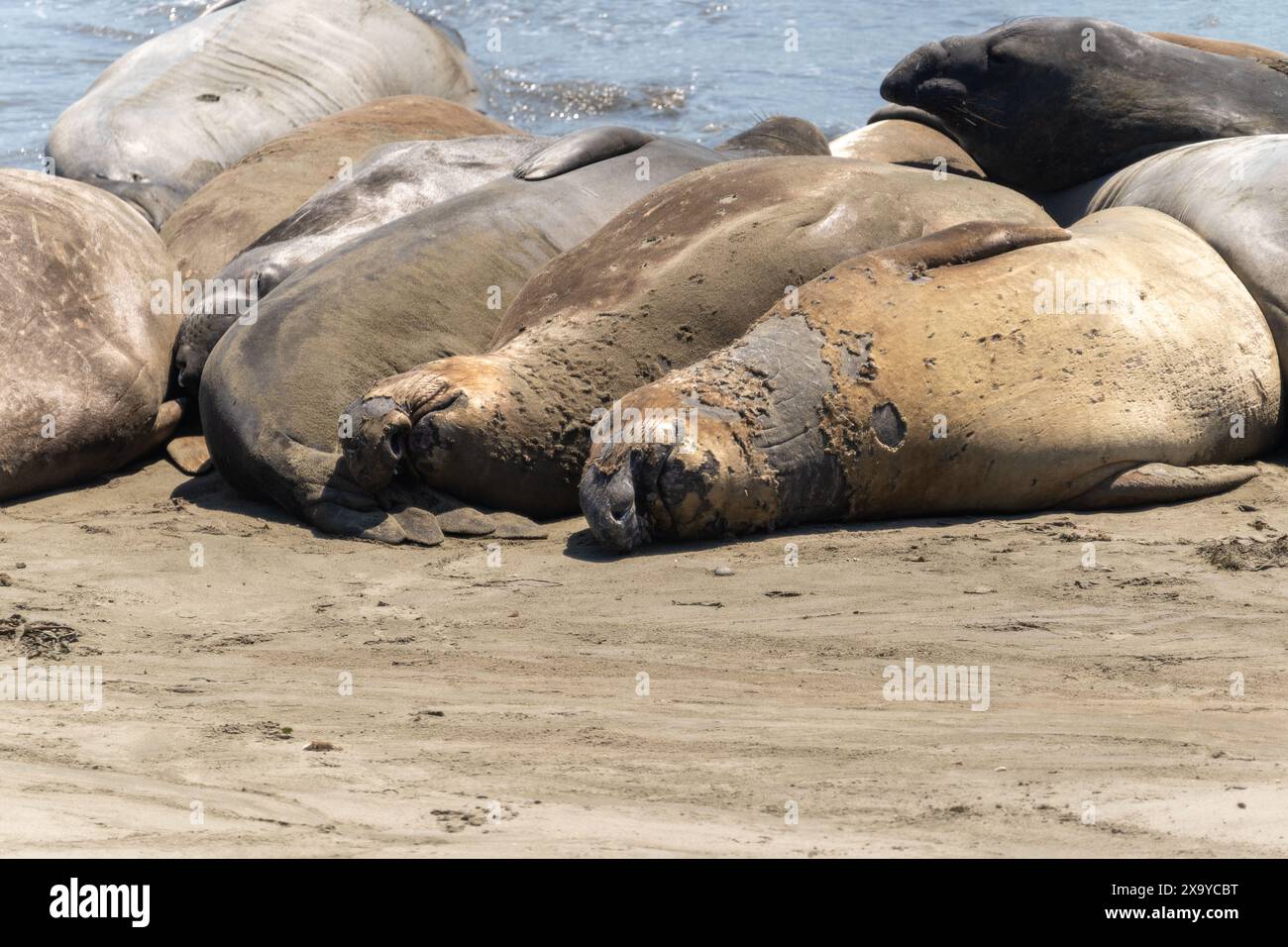 The sea Elephants on the beach at Piers Blancas Light in California ...