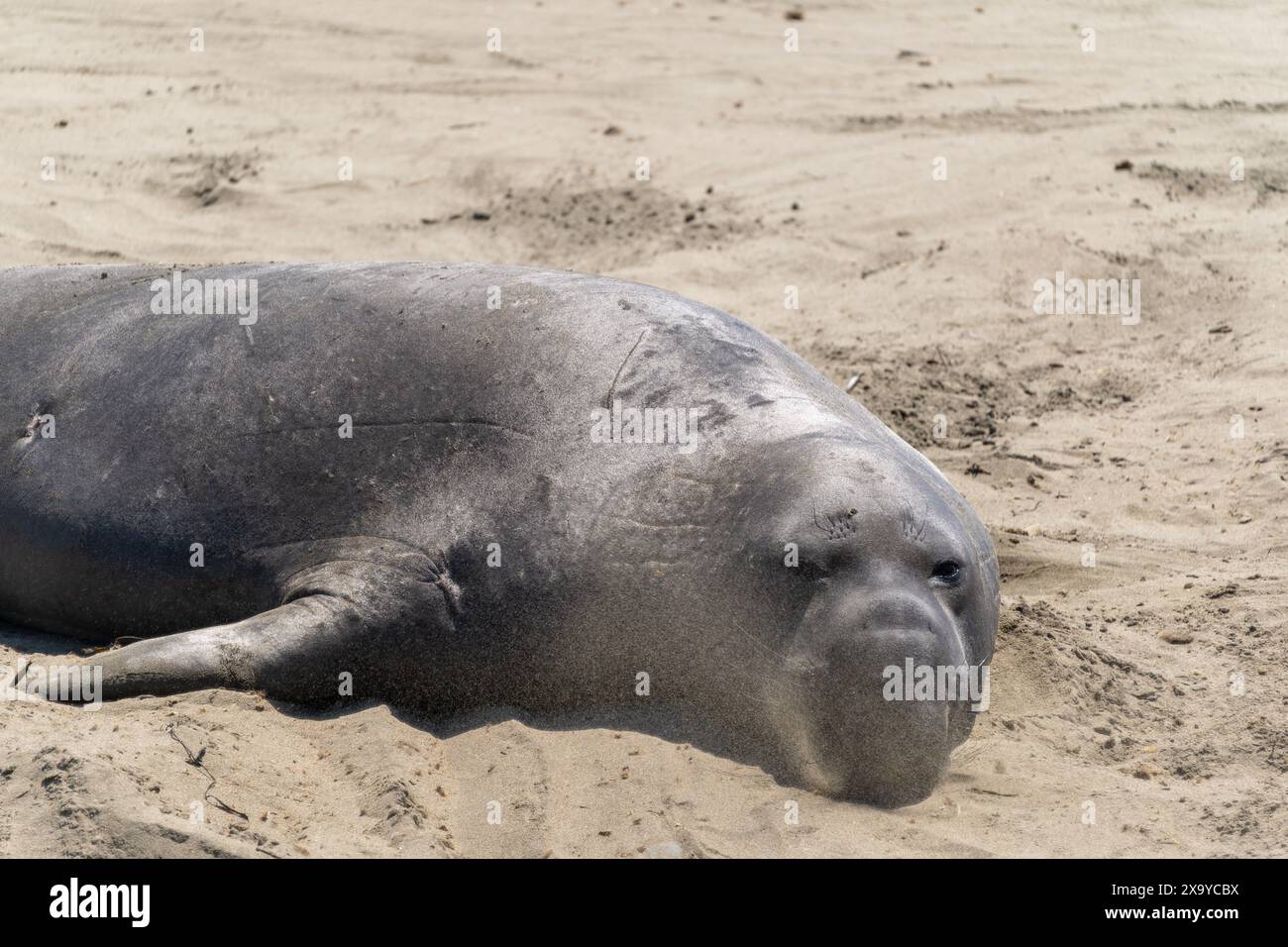 Sea elephant hi-res stock photography and images - Alamy