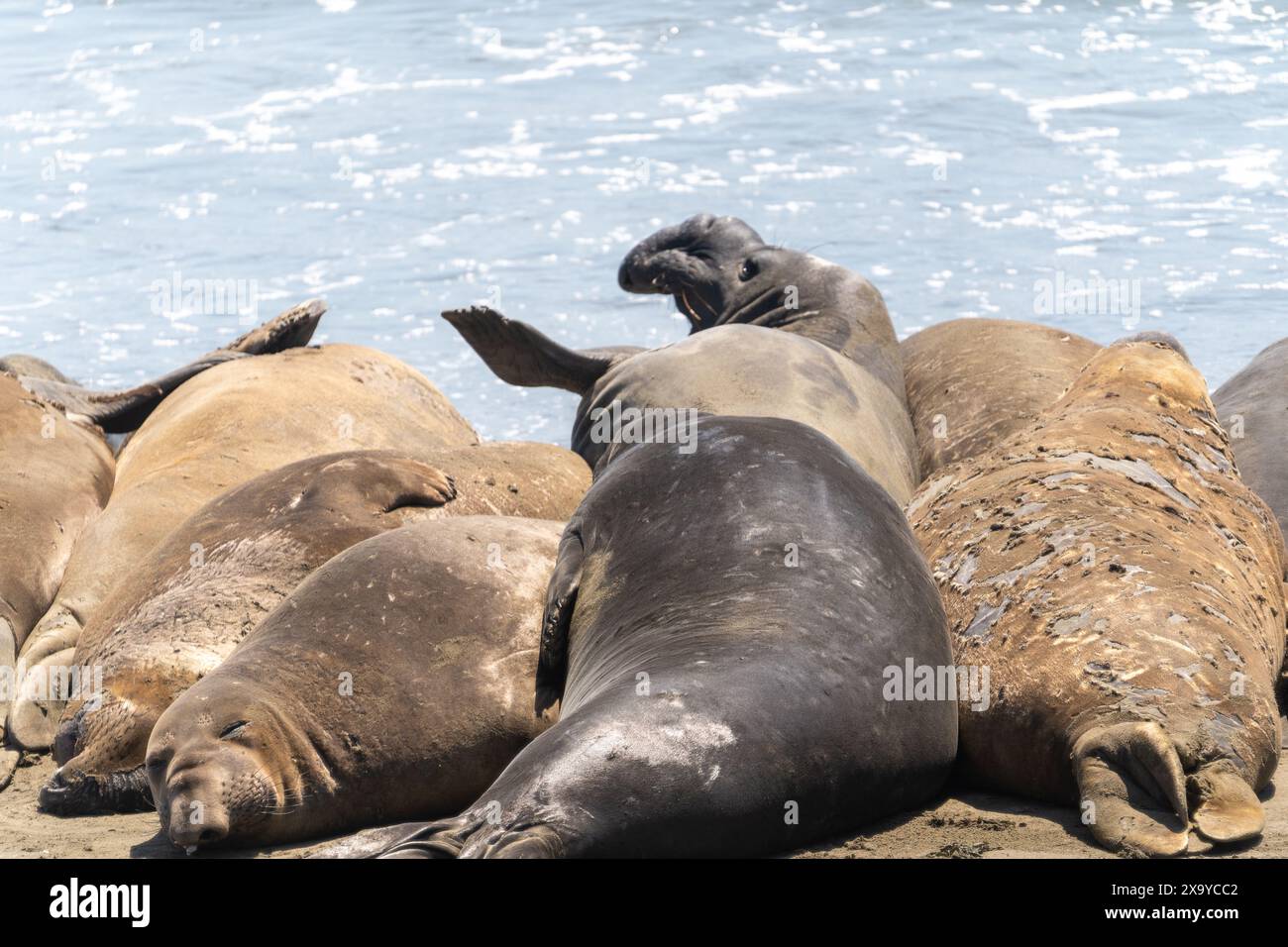 The sea Elephants on the beach at Piers Blancas Light in California ...