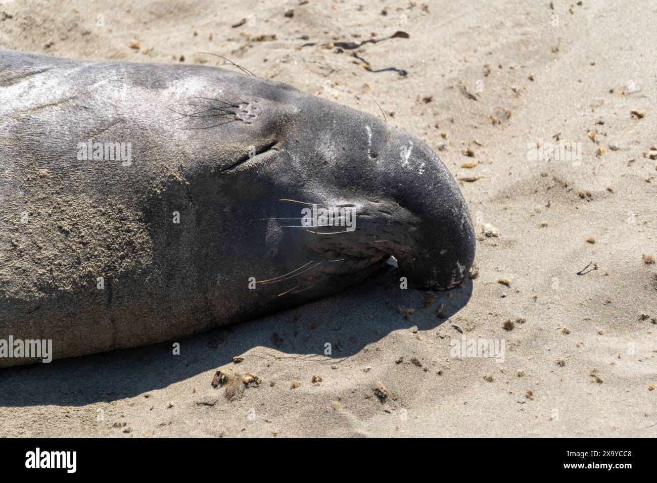 Sea elephant hi-res stock photography and images - Alamy
