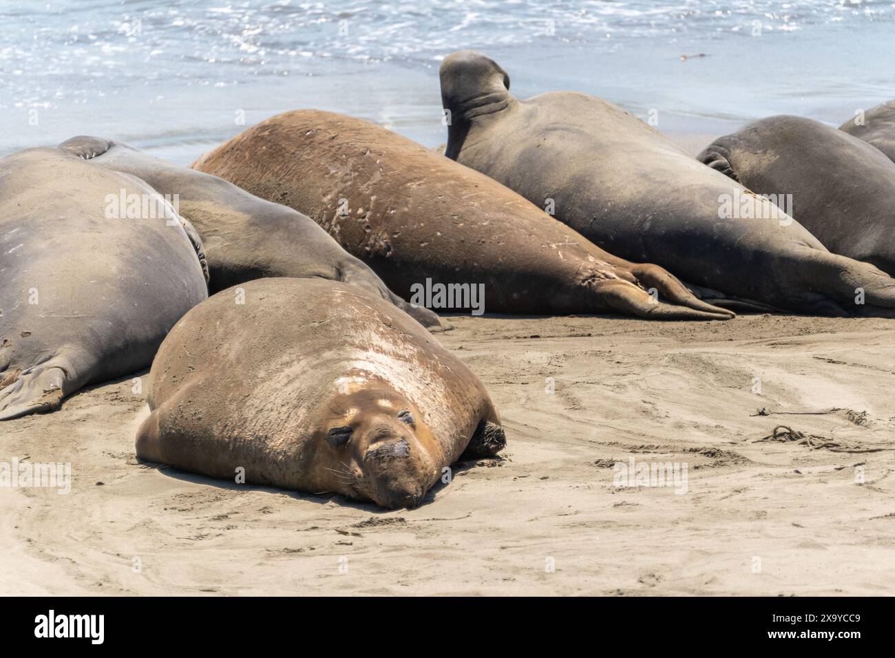 The sea Elephants on the beach at Piers Blancas Light in California ...