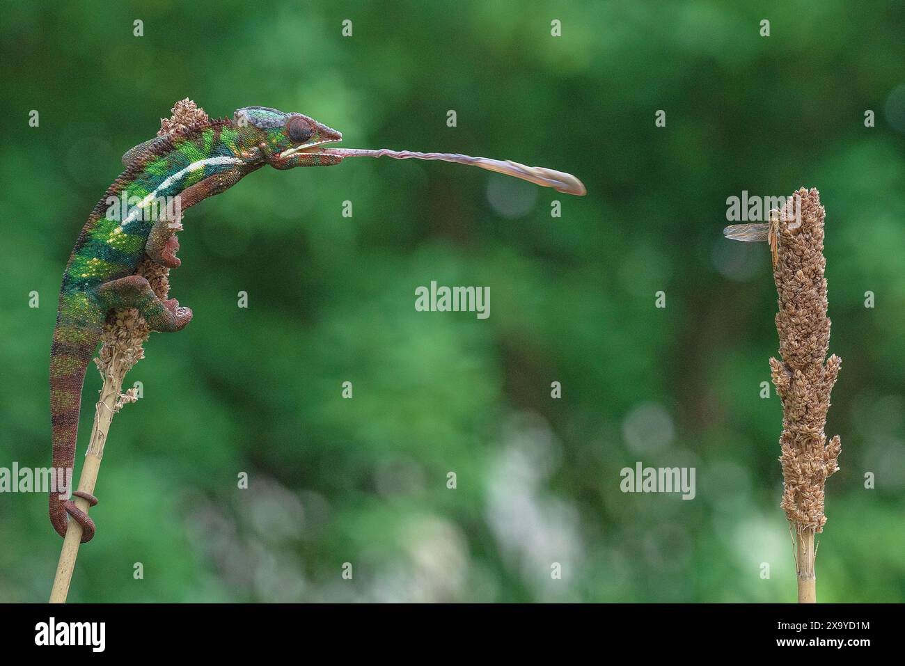 A close-up of a Panther Chameleon hunting for an insect on a plant ...