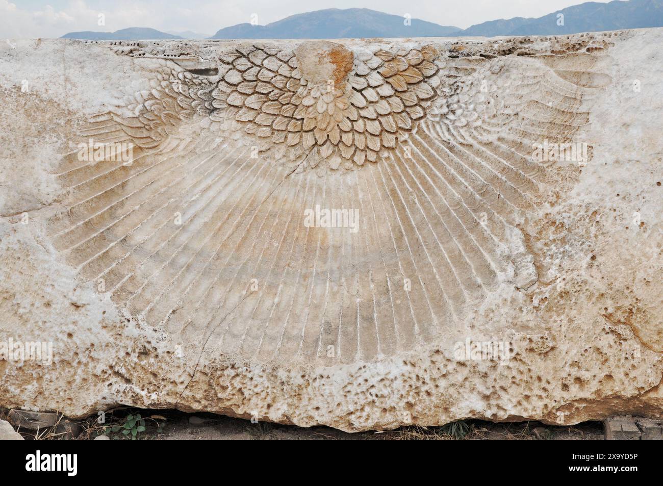 Fine Detailed Engraved Relief of Bird Wing Feathers from the Theatre ...