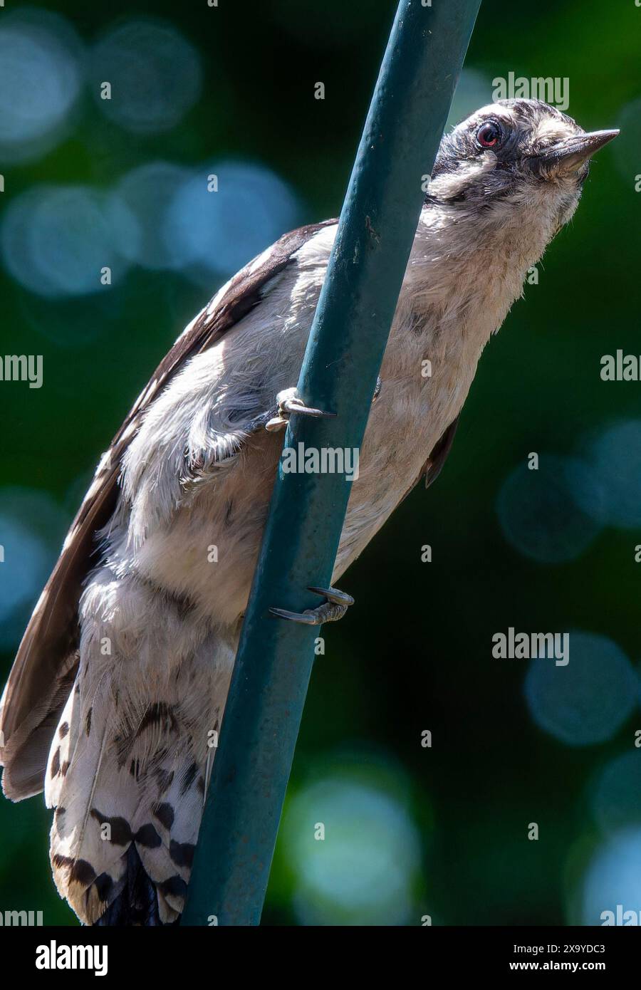 Downy Woodpecker on a high perch Stock Photo - Alamy