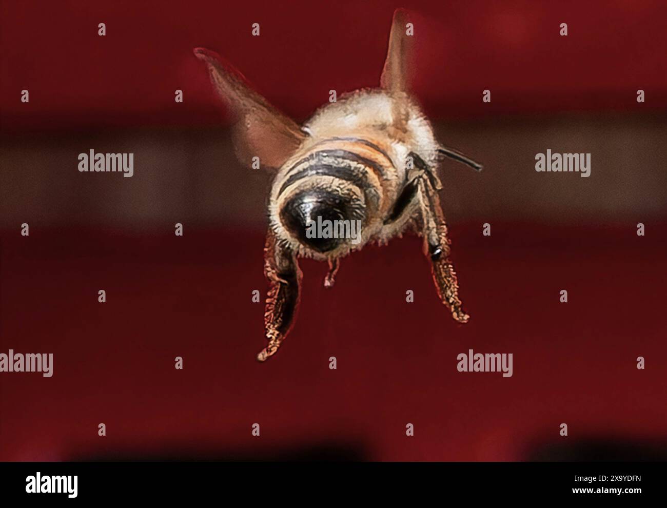 Midair insect hi-res stock photography and images - Alamy