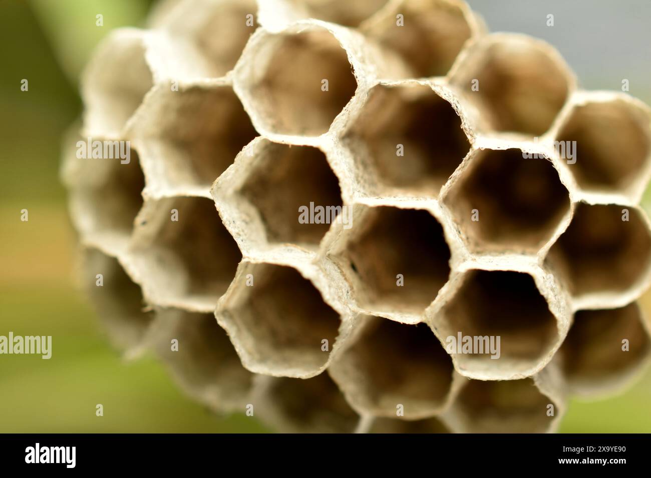 Honeycomb, wasp nest after hatching of larvae Stock Photo - Alamy