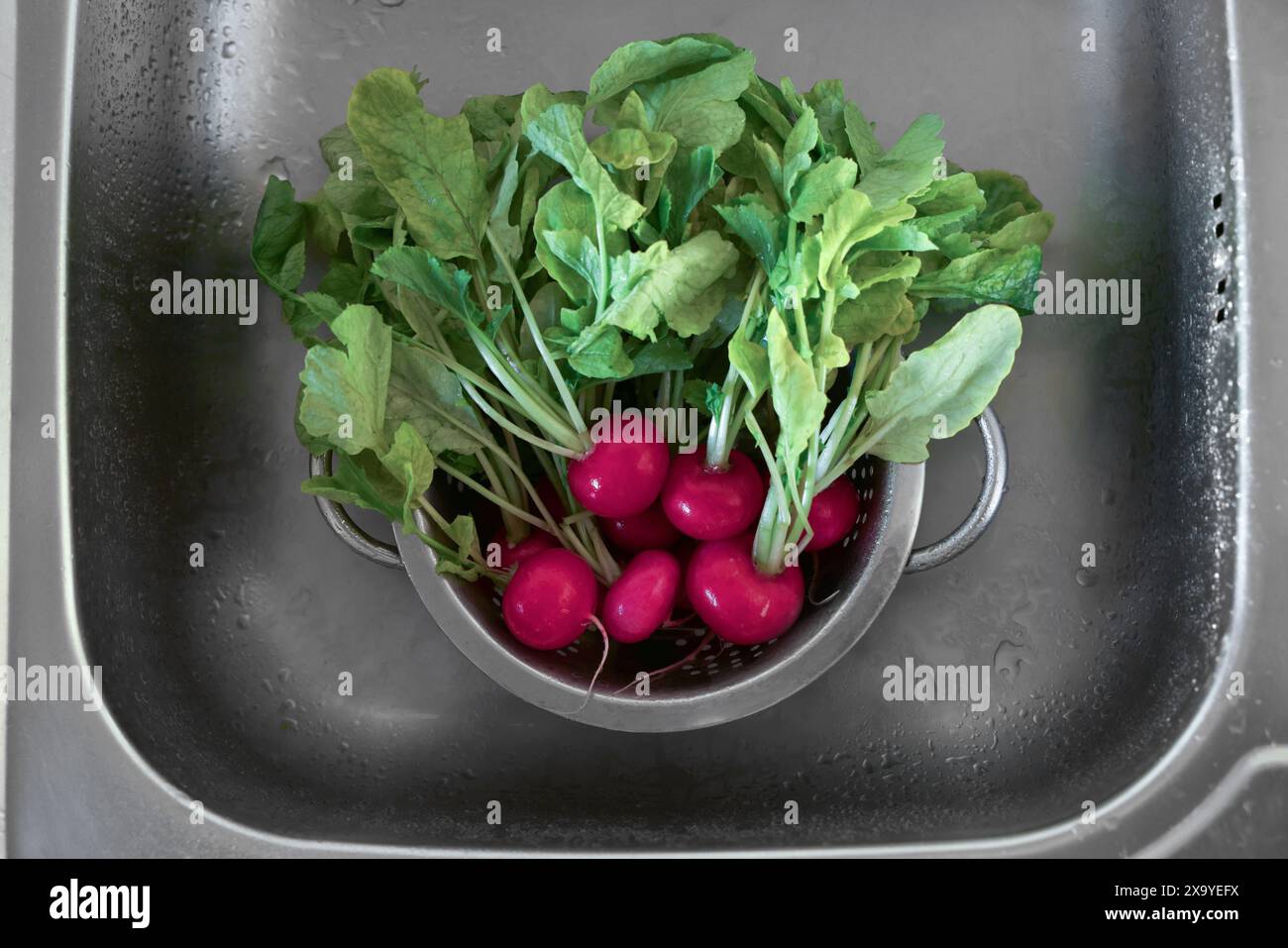 Fresh wet radishes in metal colander inside sink, top view Stock Photo ...