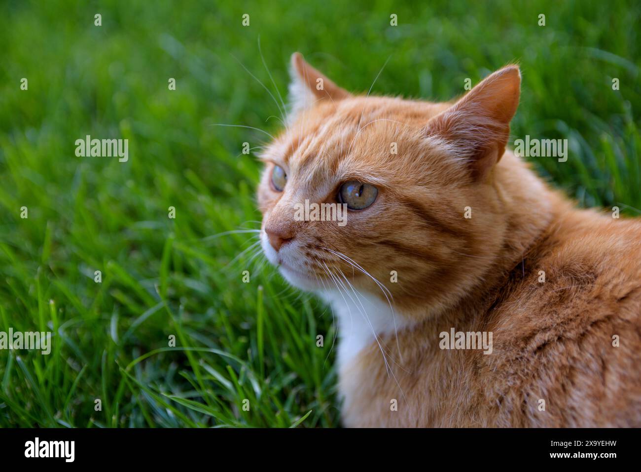 Close up orange cat relaxing hi-res stock photography and images - Alamy