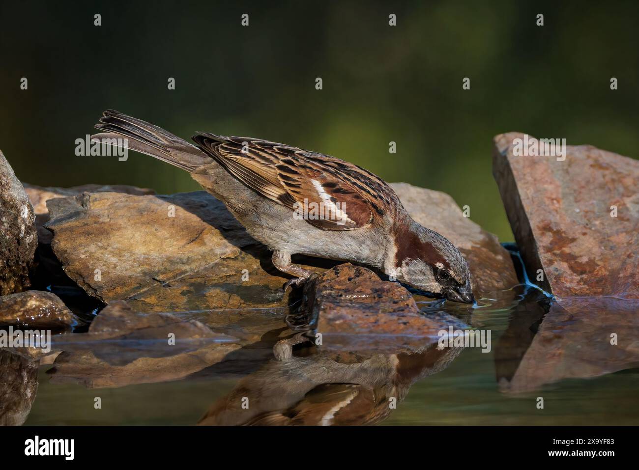 A closeup of a House sparrow (Passer domesticus) sipping water from a ...