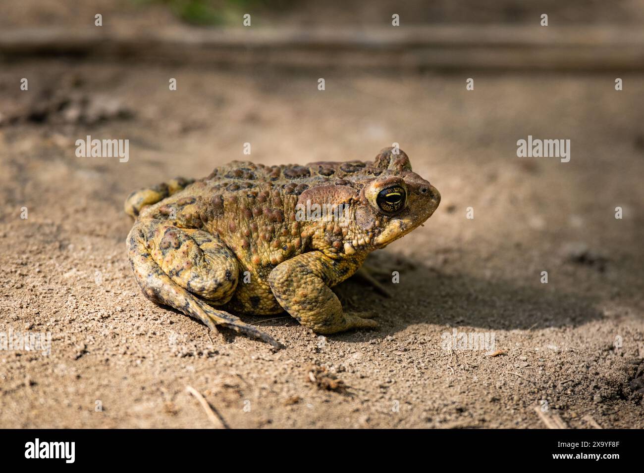 An American Toad on sand Stock Photo - Alamy