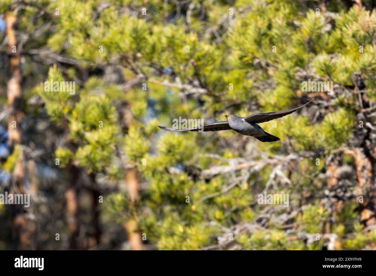 A common cuckoo flying in a green forest setting. Sweden Stock Photo ...