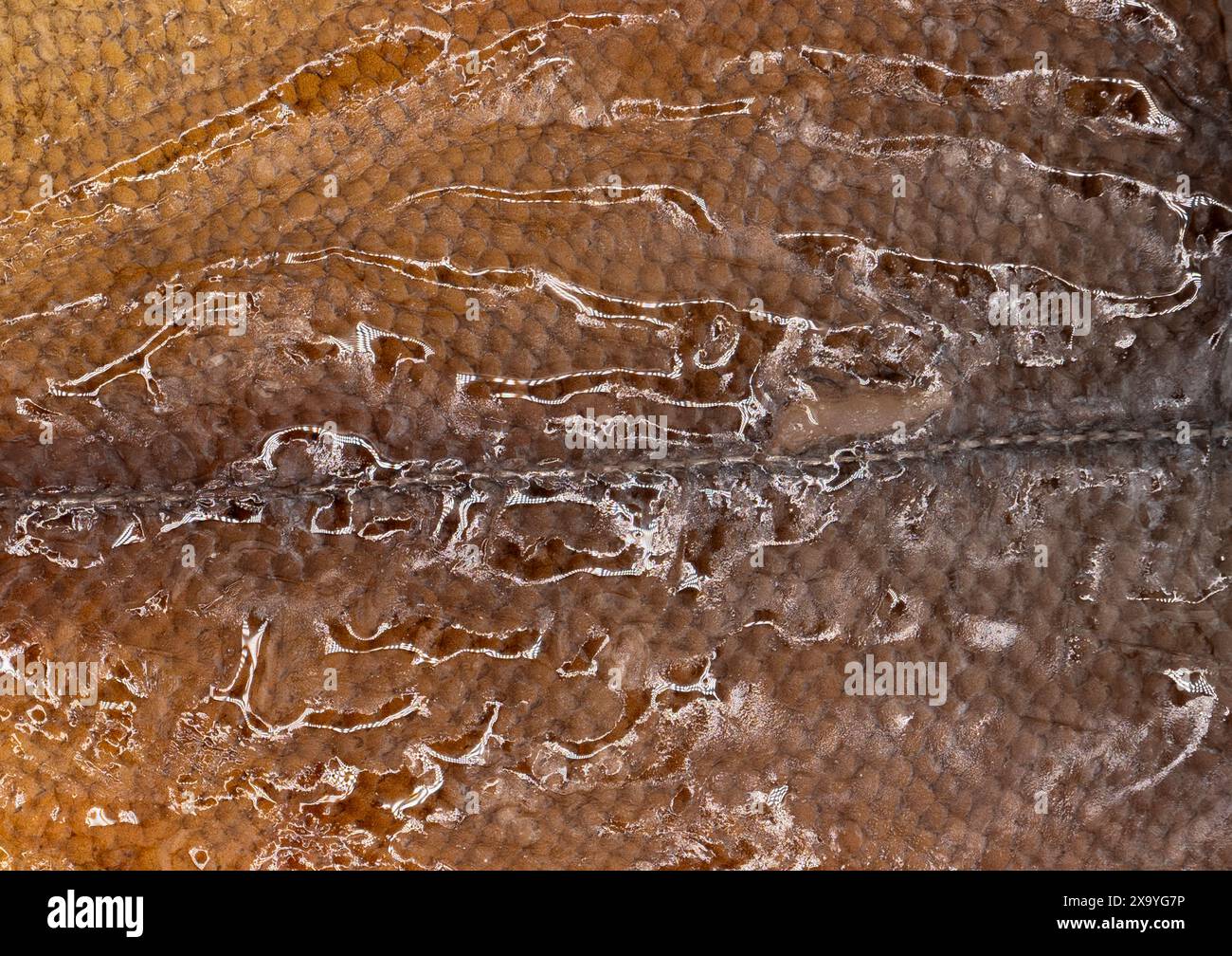 Dried flounder texture background. Background of dried flounder. Dried ...