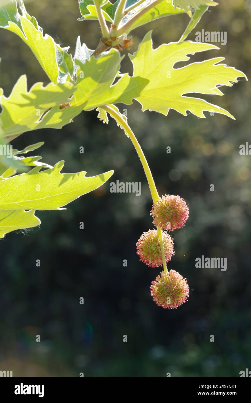 Chenar tree hi-res stock photography and images - Alamy