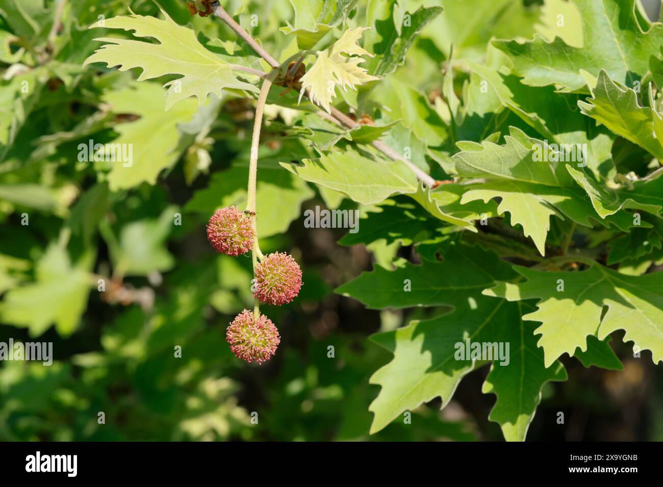 Platane, Orientalische Platane, Morgenländische Platane, Platanus ...