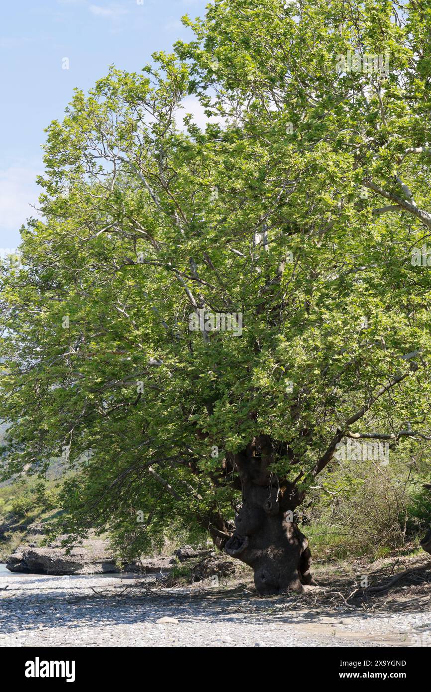 Plane tree hi-res stock photography and images - Alamy