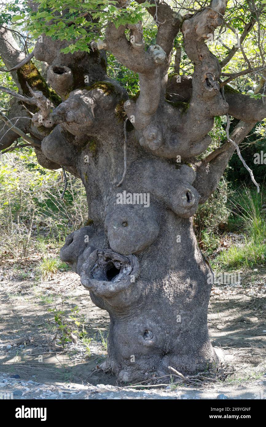 Platane, Orientalische Platane, Morgenländische Platane, Platanus ...