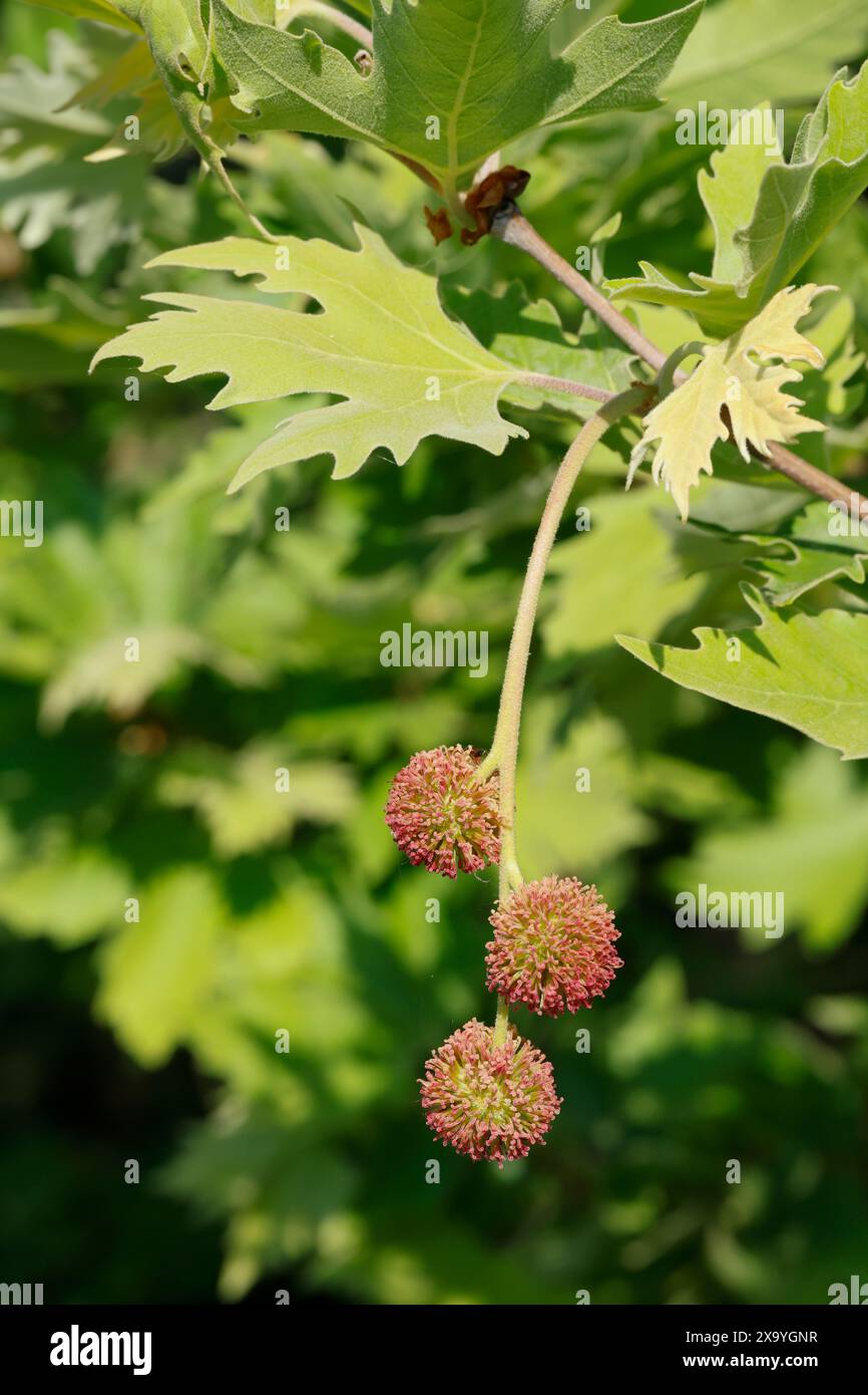 Platane tree hi-res stock photography and images - Alamy