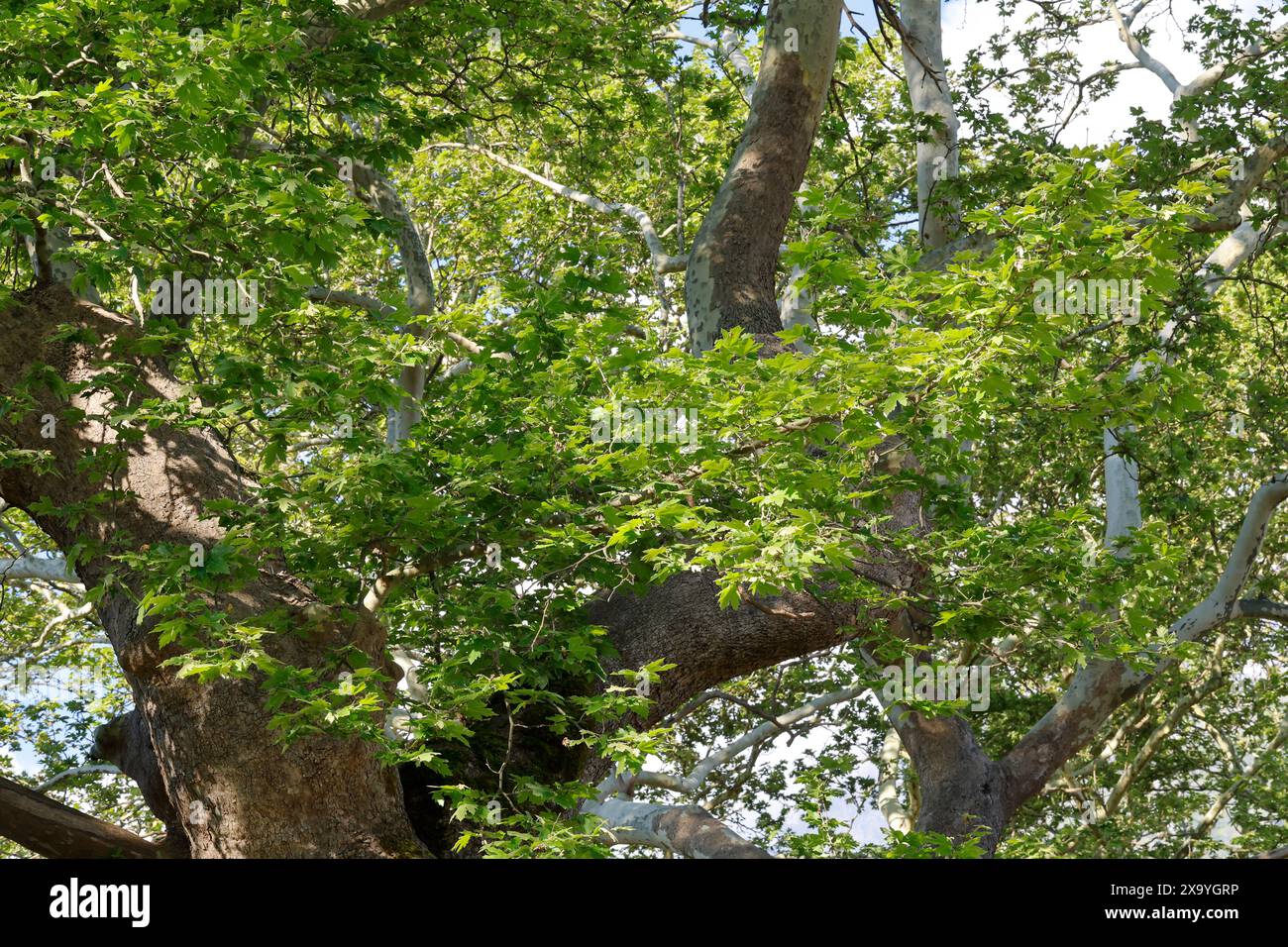 Platane, Orientalische Platane, Morgenländische Platane, Platanus ...