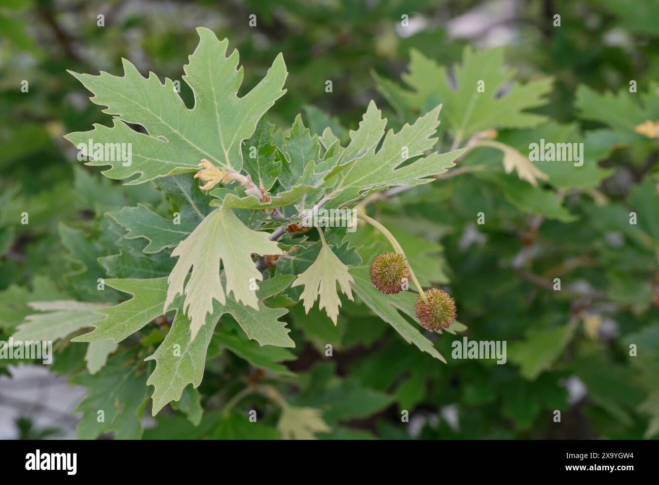 Platane, Orientalische Platane, Morgenländische Platane, Platanus ...