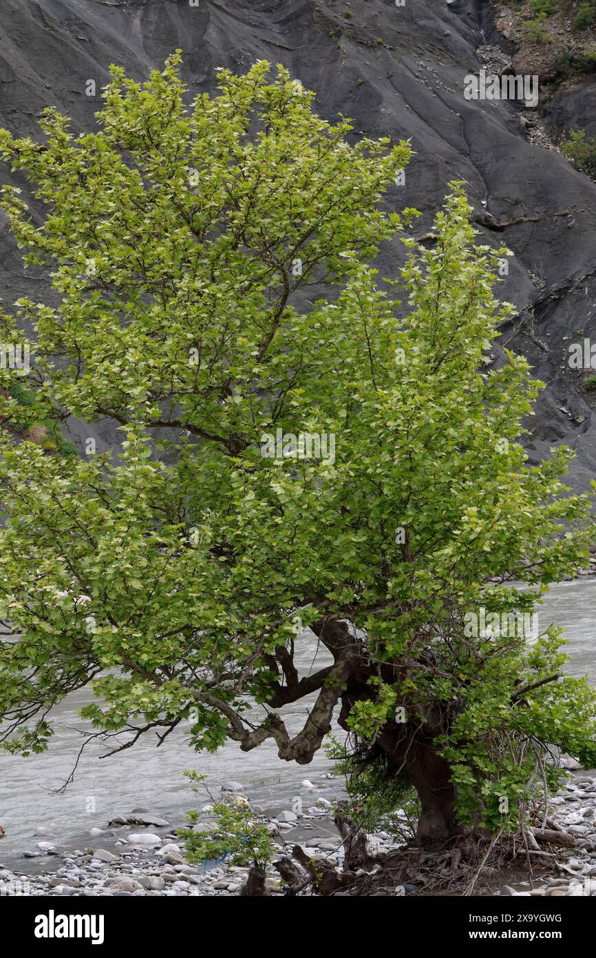 Chenar tree hi-res stock photography and images - Alamy
