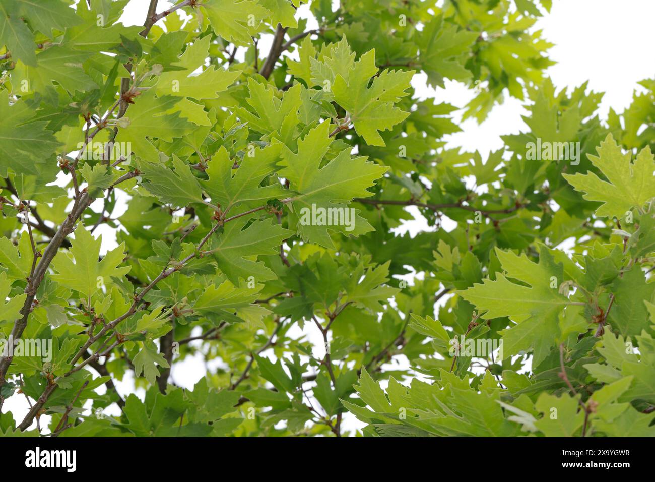 Platane, Orientalische Platane, Morgenländische Platane, Platanus ...