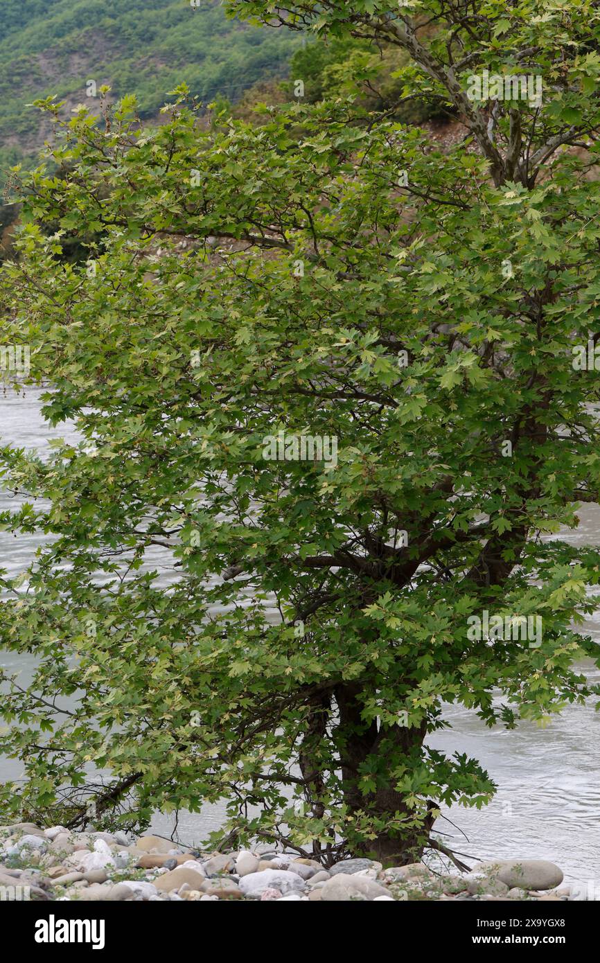 Chenar tree hi-res stock photography and images - Alamy