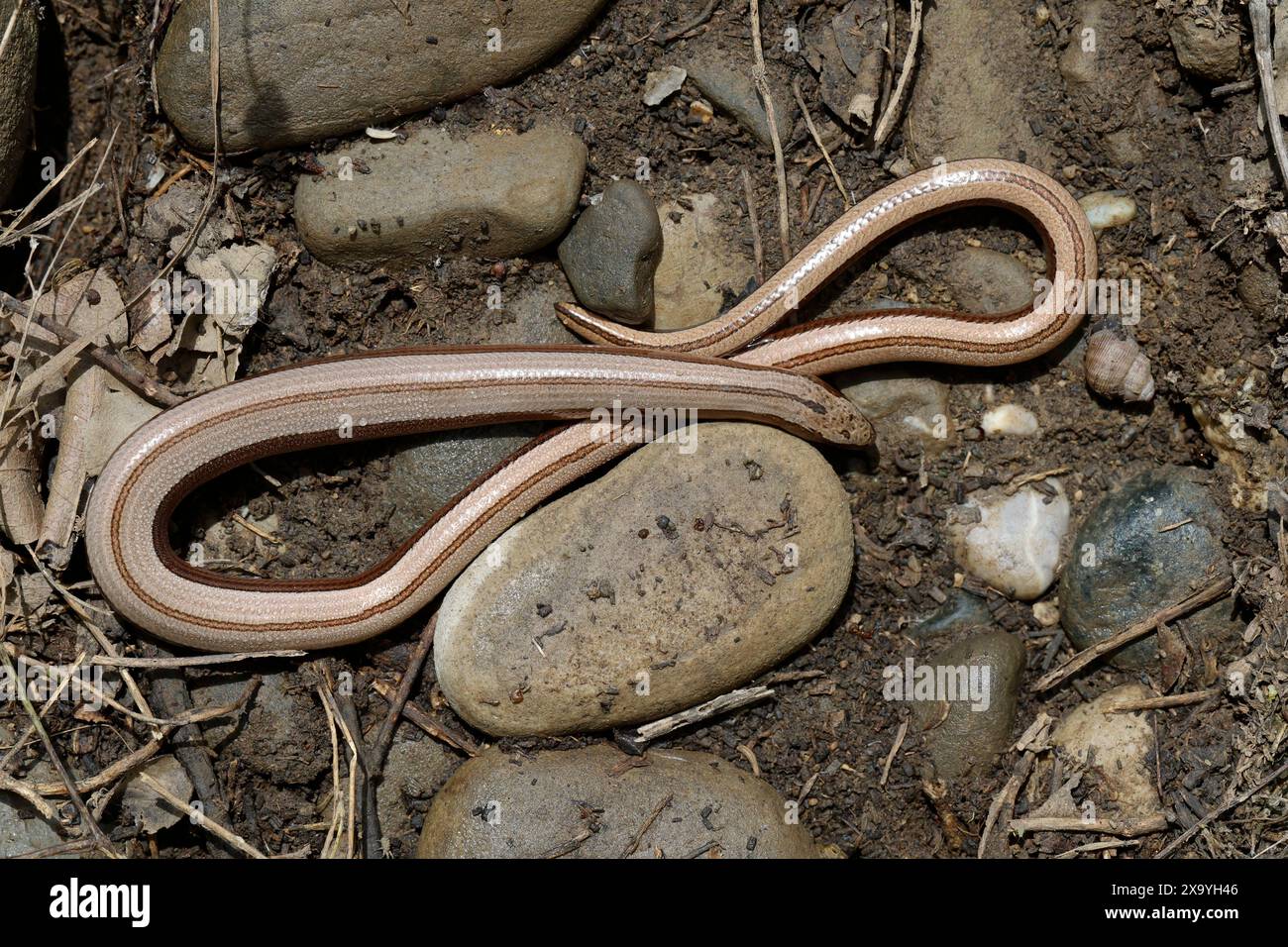 Griechische Blindschleiche, Anguis graeca, Greek slow worm, Albanien ...