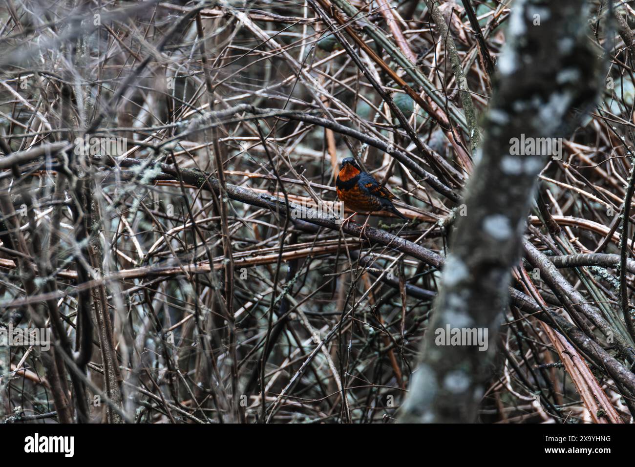 Slender limb hi-res stock photography and images - Alamy