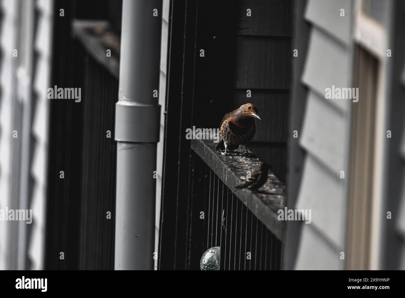 Two birds perched on balcony railing of urban building Stock Photo - Alamy