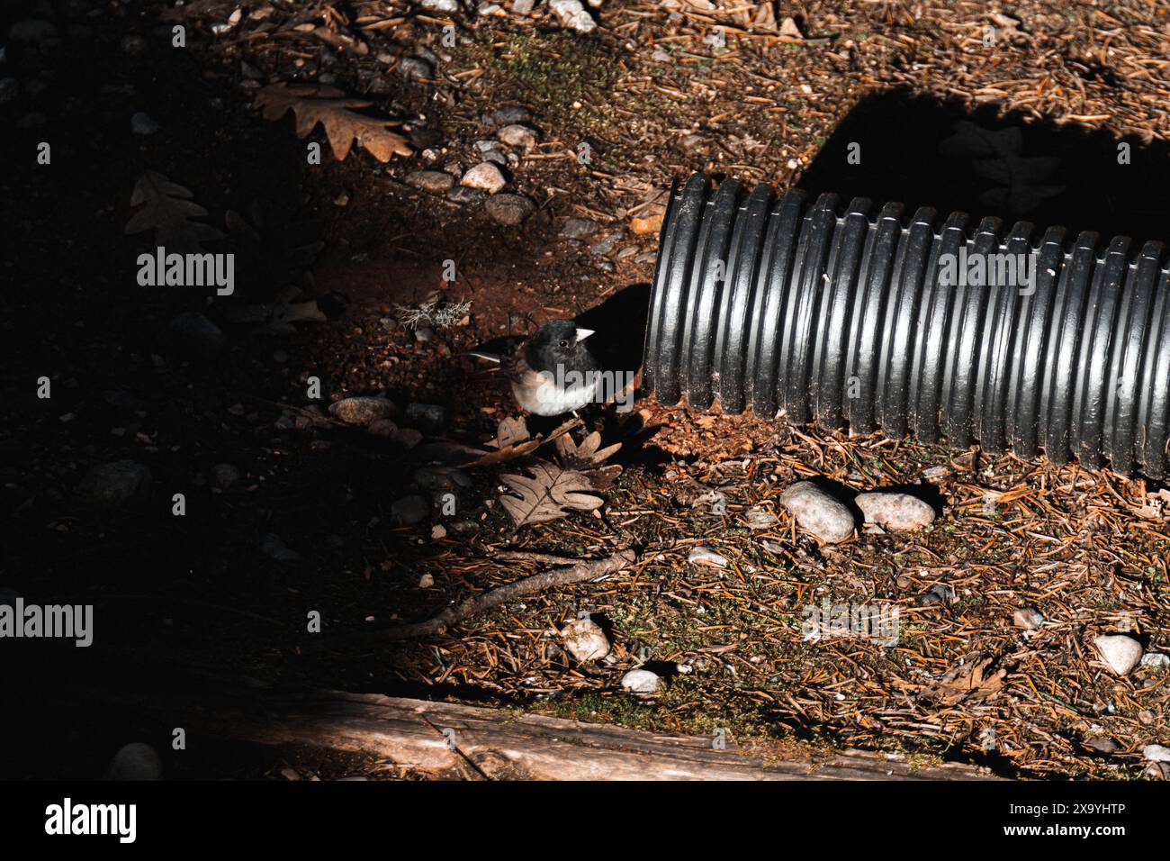Small bird sitting next to an open air duct on the ground Stock Photo ...