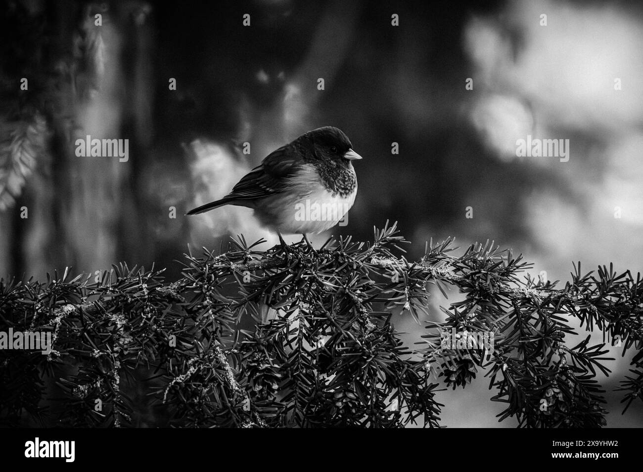 Junko bird hi-res stock photography and images - Alamy