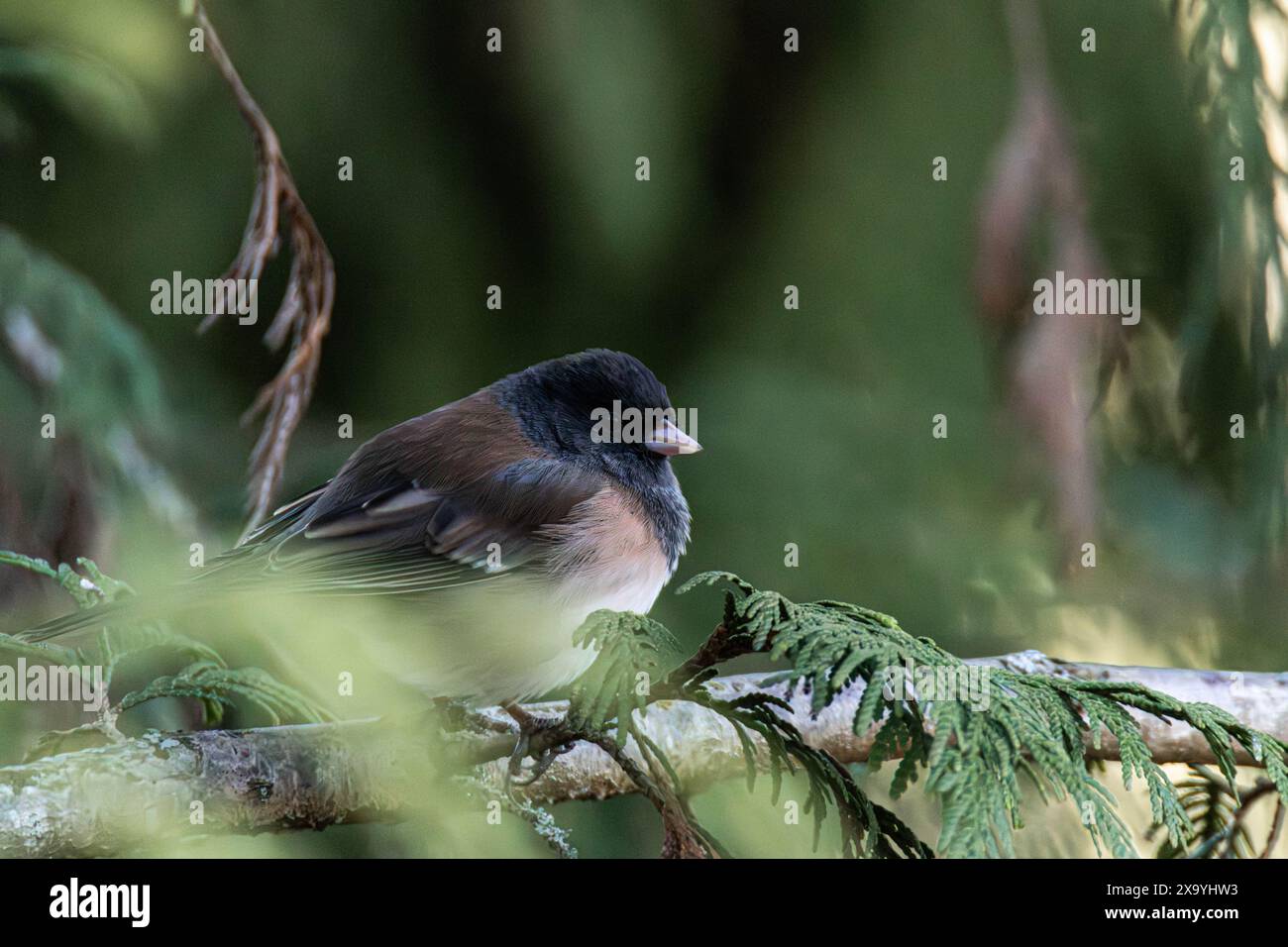 Junko bird hi-res stock photography and images - Alamy