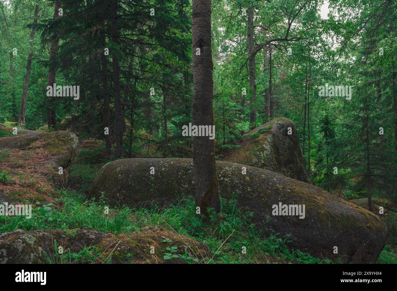 Taiga forest and rocks of the Stolby nature reserve park, Krasnoyarsk ...