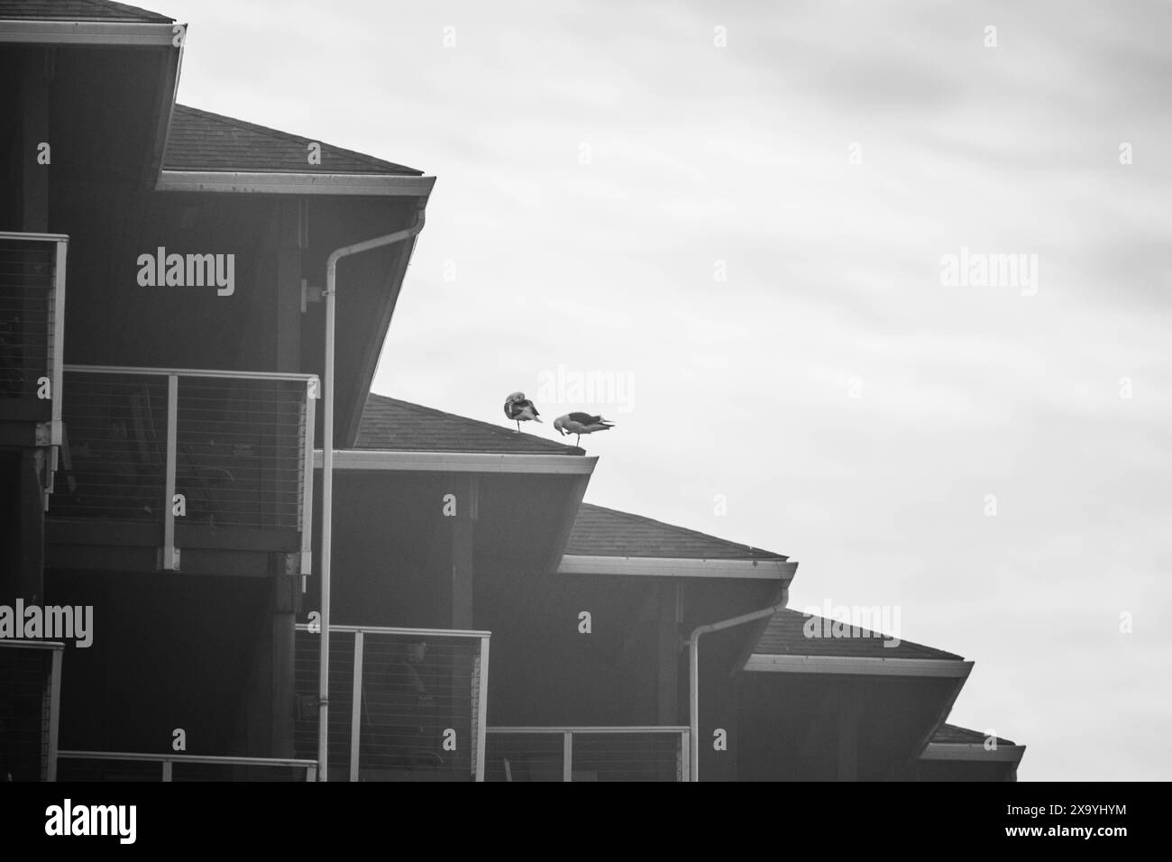 A bird resting on a building's railing Stock Photo - Alamy